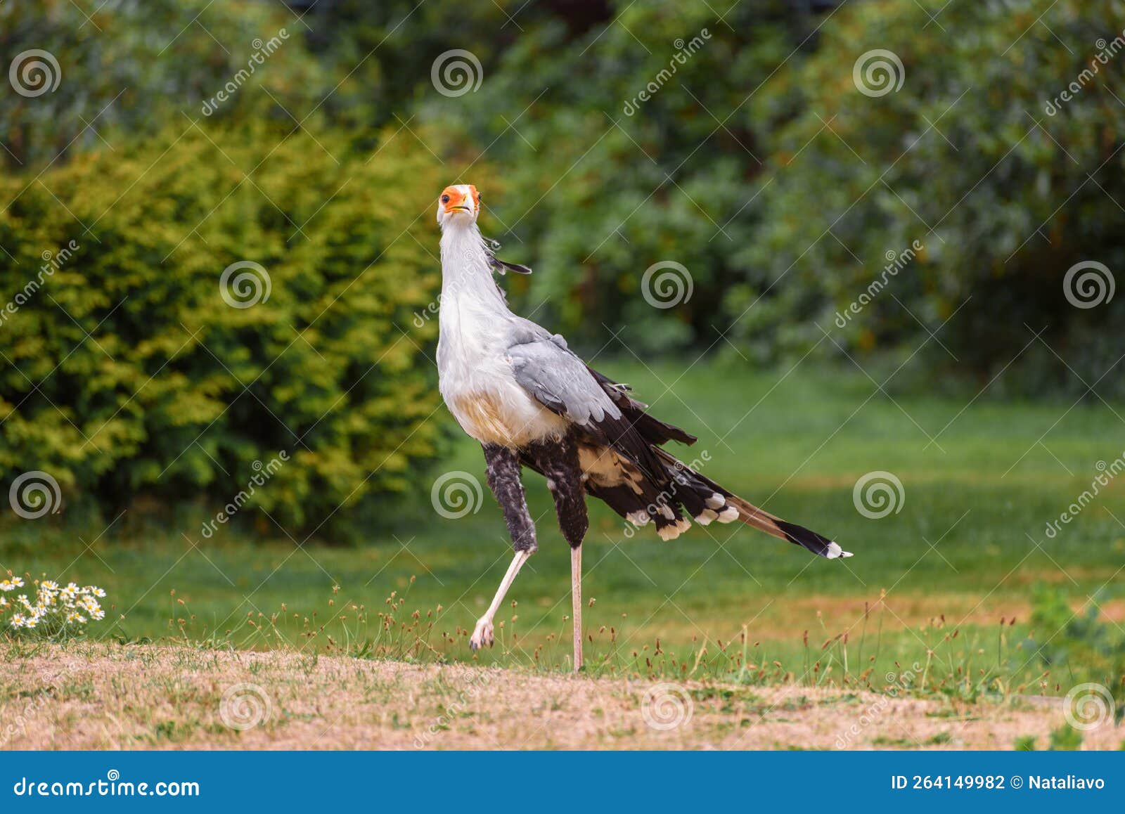 Secretary Bird is Walking on a Field Stock Photo - Image of germany ...