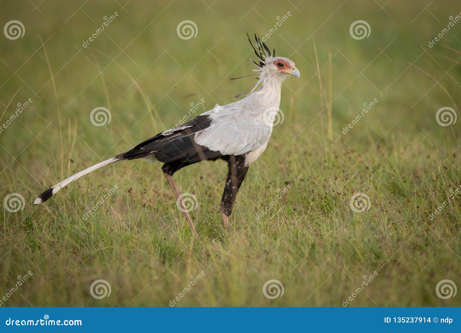 Secretary Bird Walking through Grass on Savannah Stock Photo - Image of ...