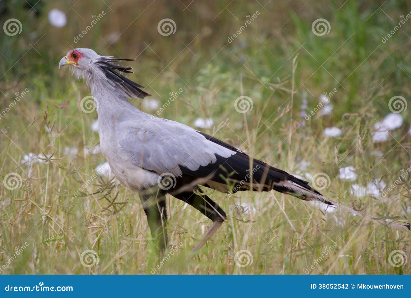 Secretary bird stock photo. Image of high, africa, wildlife - 38052542