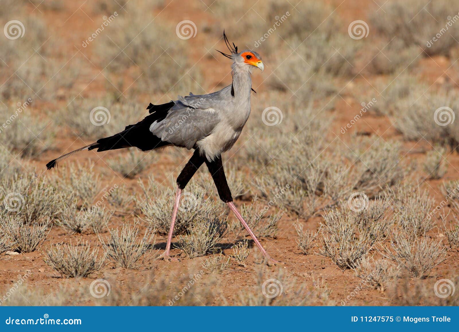 Secretary Bird Walking the Kalahari Desert Stock Image - Image of ...