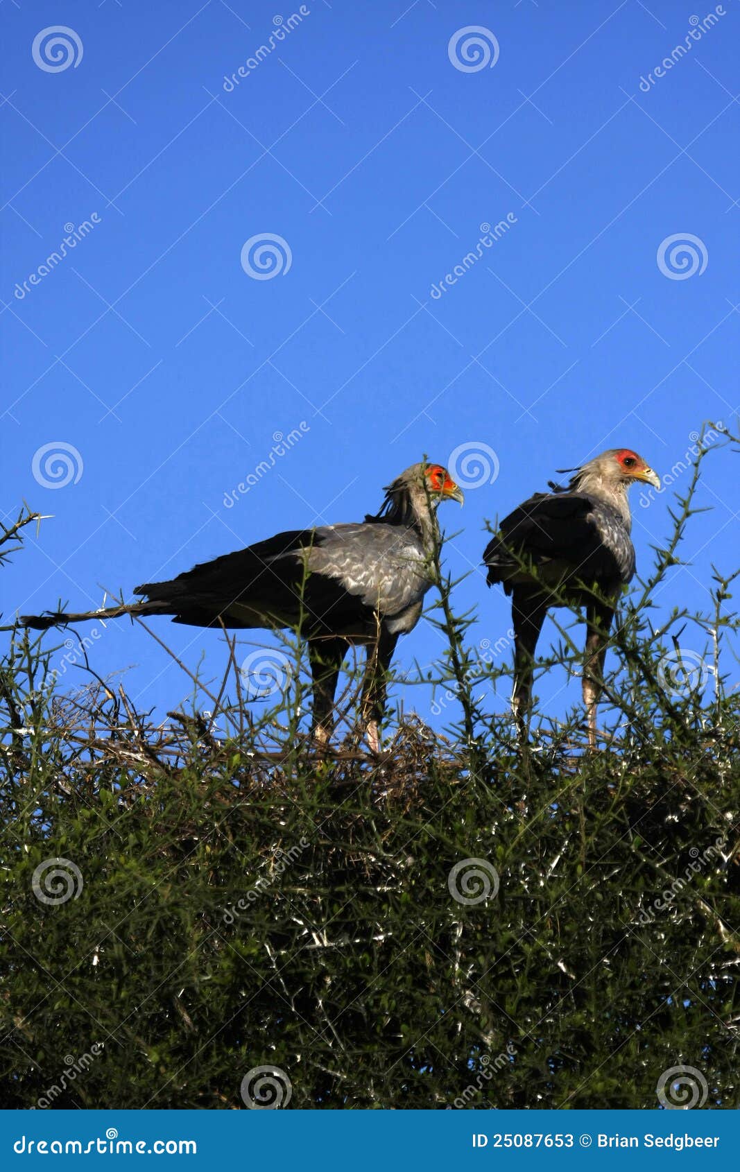 Secretary Birds stock image. Image of african, killer - 25087653