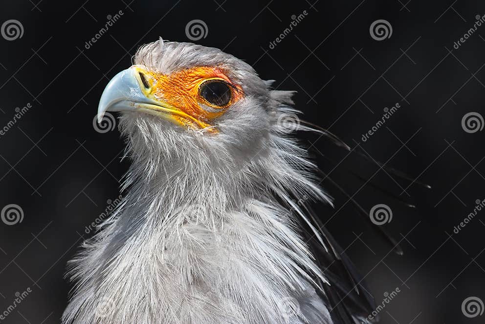 Secretarybird closeup stock photo. Image of nature, fauna - 11270274