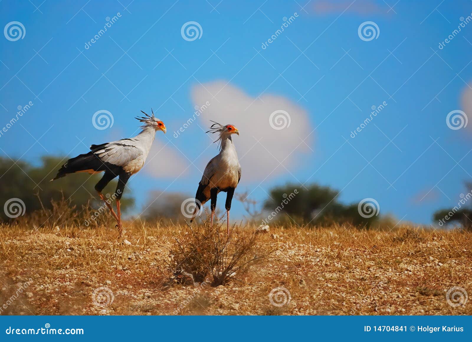 Secretary Bird Stock Photography | CartoonDealer.com #20749310