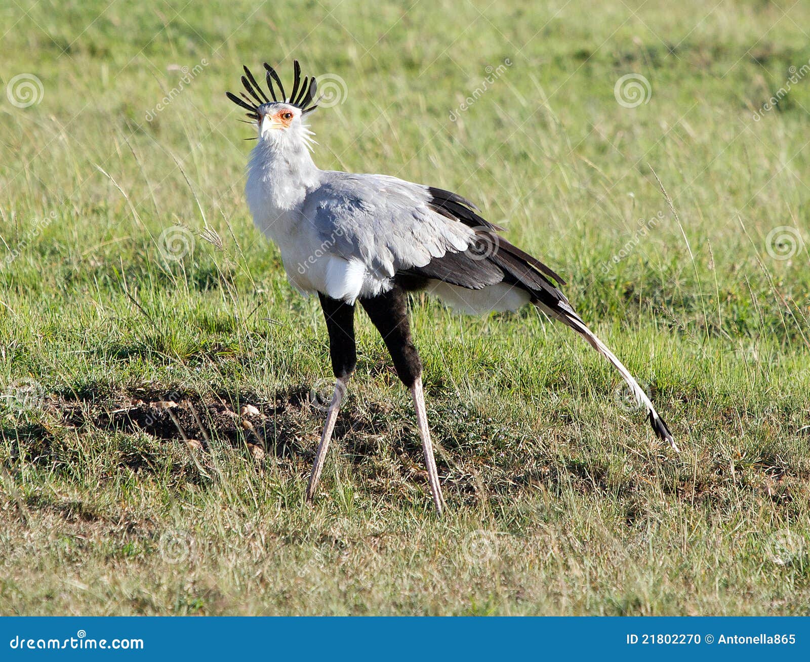 Secretarybird (Sagittarius Serpentarius) Stock Photo - Image of africa ...