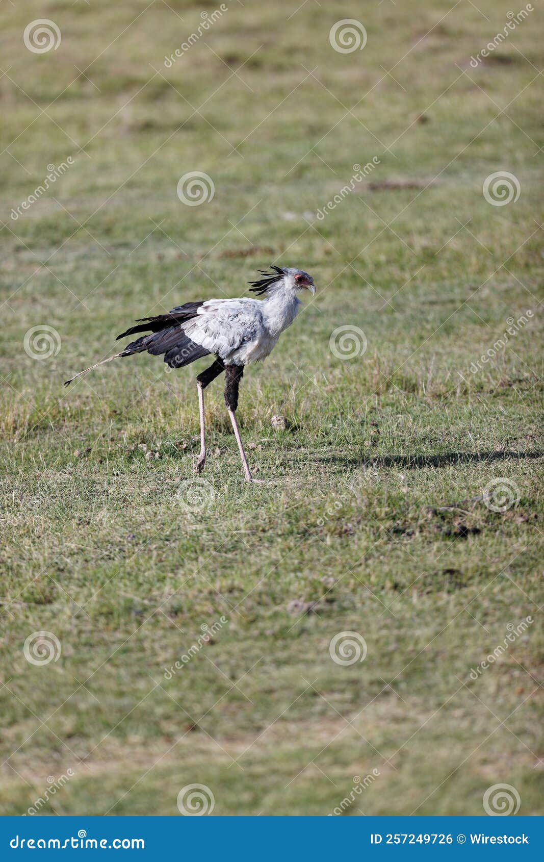 Secretarybird Standing on Greenery Field Stock Photo - Image of flight ...