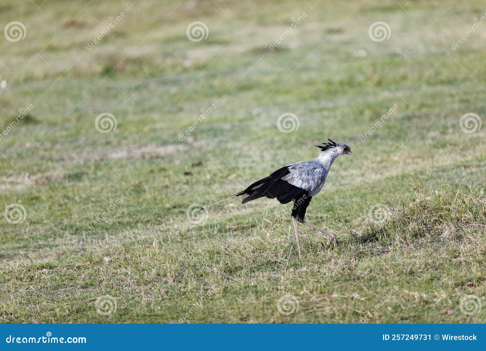 Secretarybird Standing on Greenery Field Stock Image - Image of ...