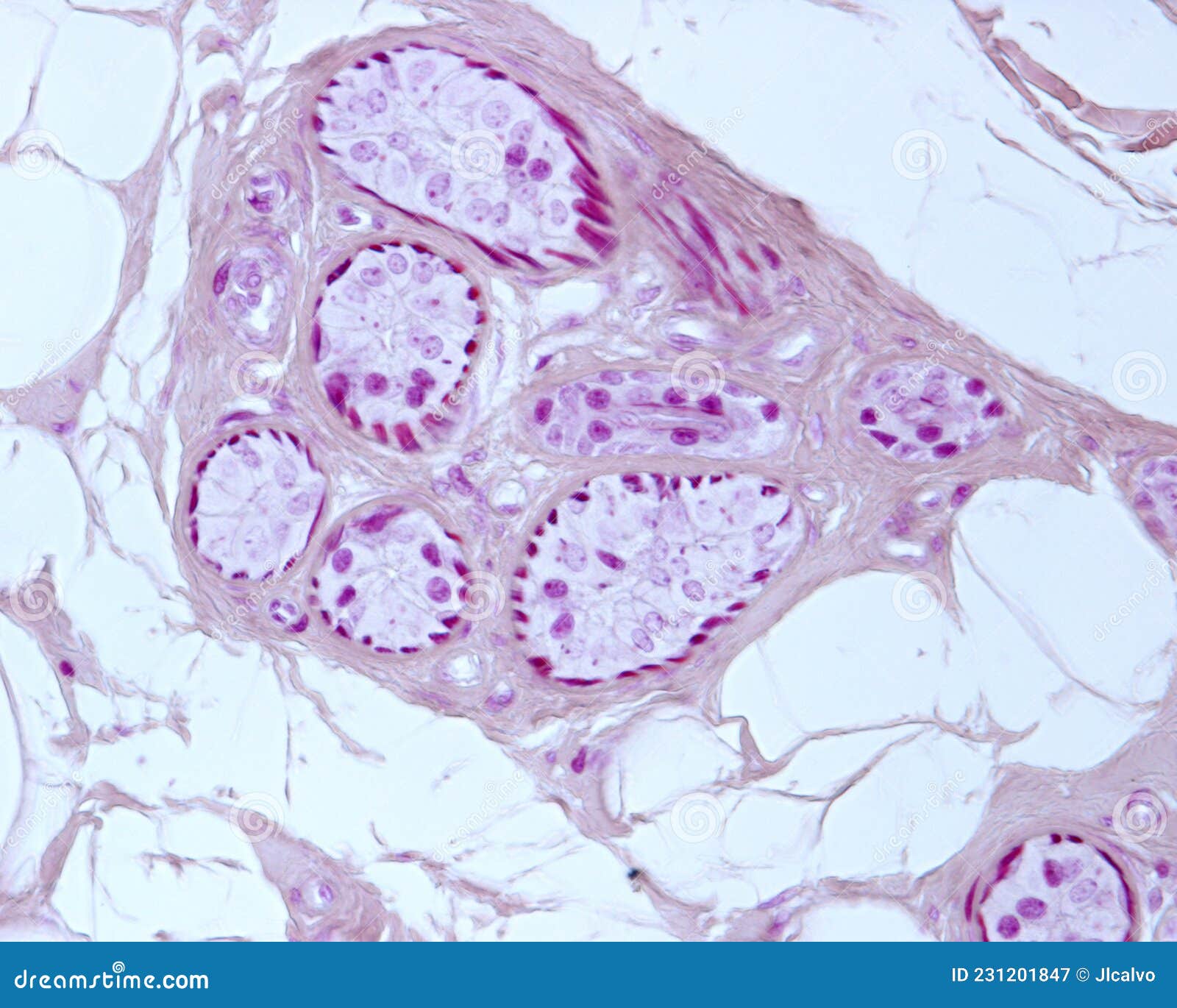 Sweat Gland. Secretory Unit. Mallory PTAH Stain Stock Image - Image of ...