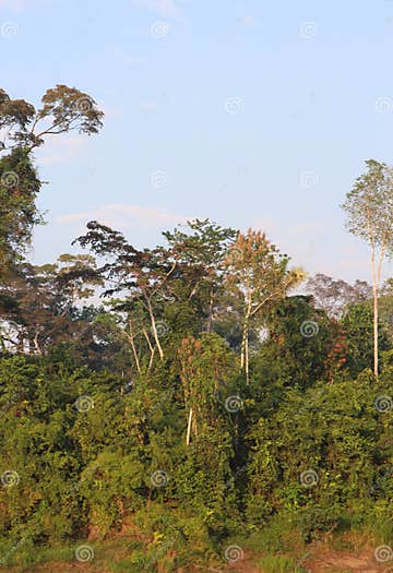 A Section of the Amazon Rainforest Showing the Shrub Layer, Under ...
