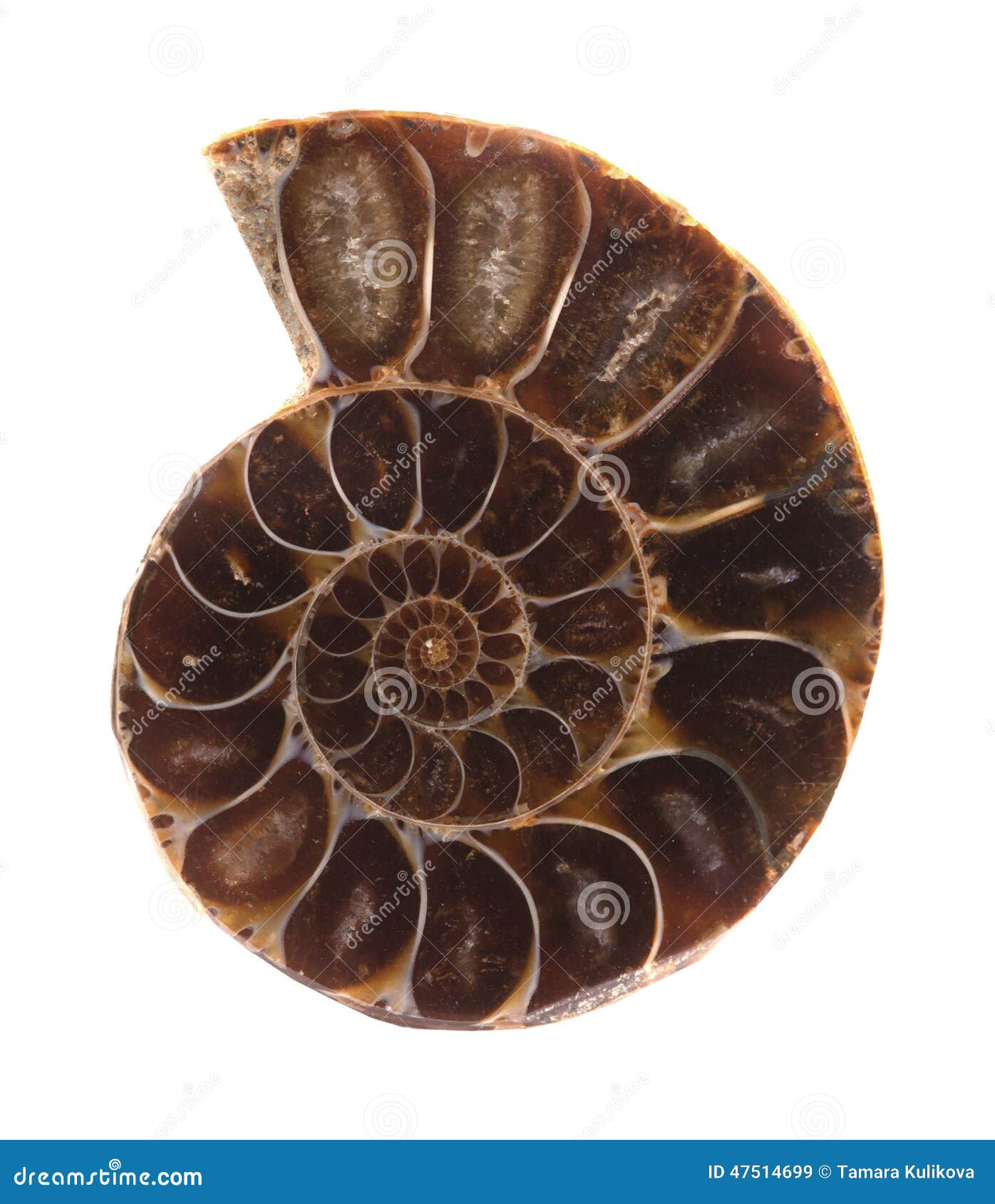 Section of ammonite stock image. Image of chambers, rock - 47514699