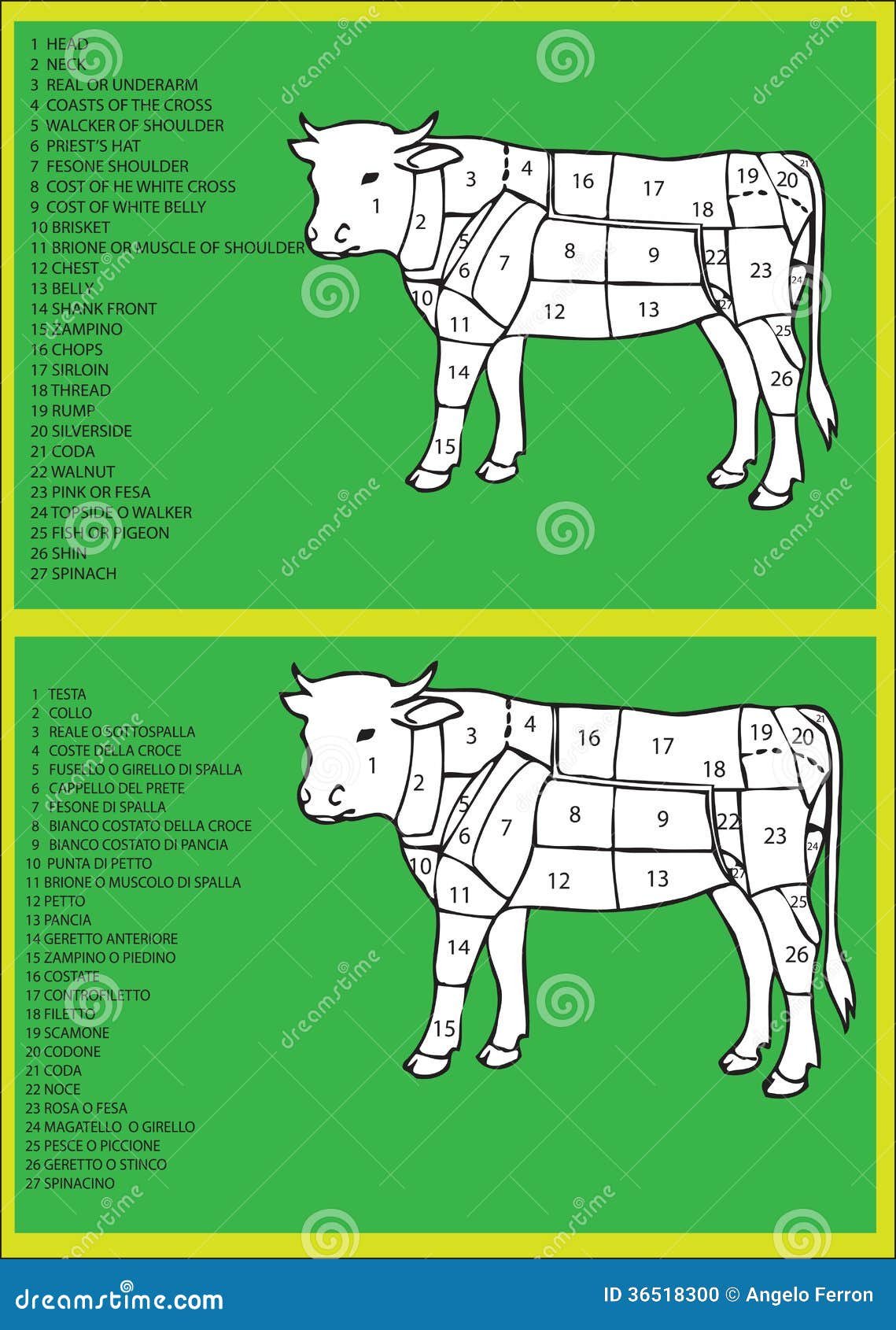 Section animal stock vector. Illustration of nutrition - 36518300