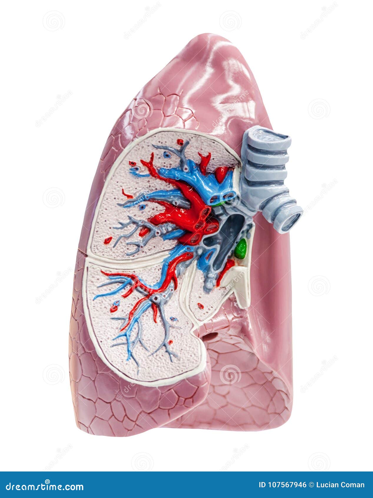 Section Aux Poumons Humains Photo stock - Image du anatomie, poumon ...