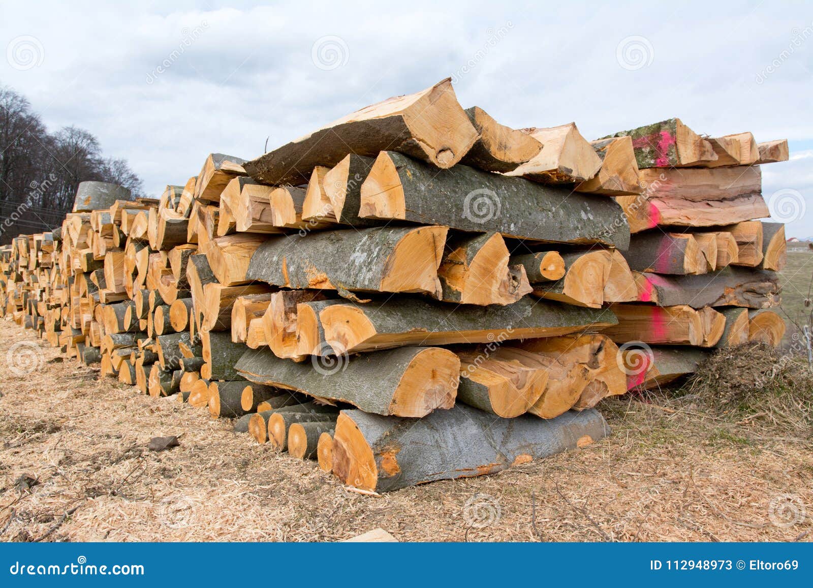 Section of the Beech Firewood Logs Stock Image - Image of deforestation ...