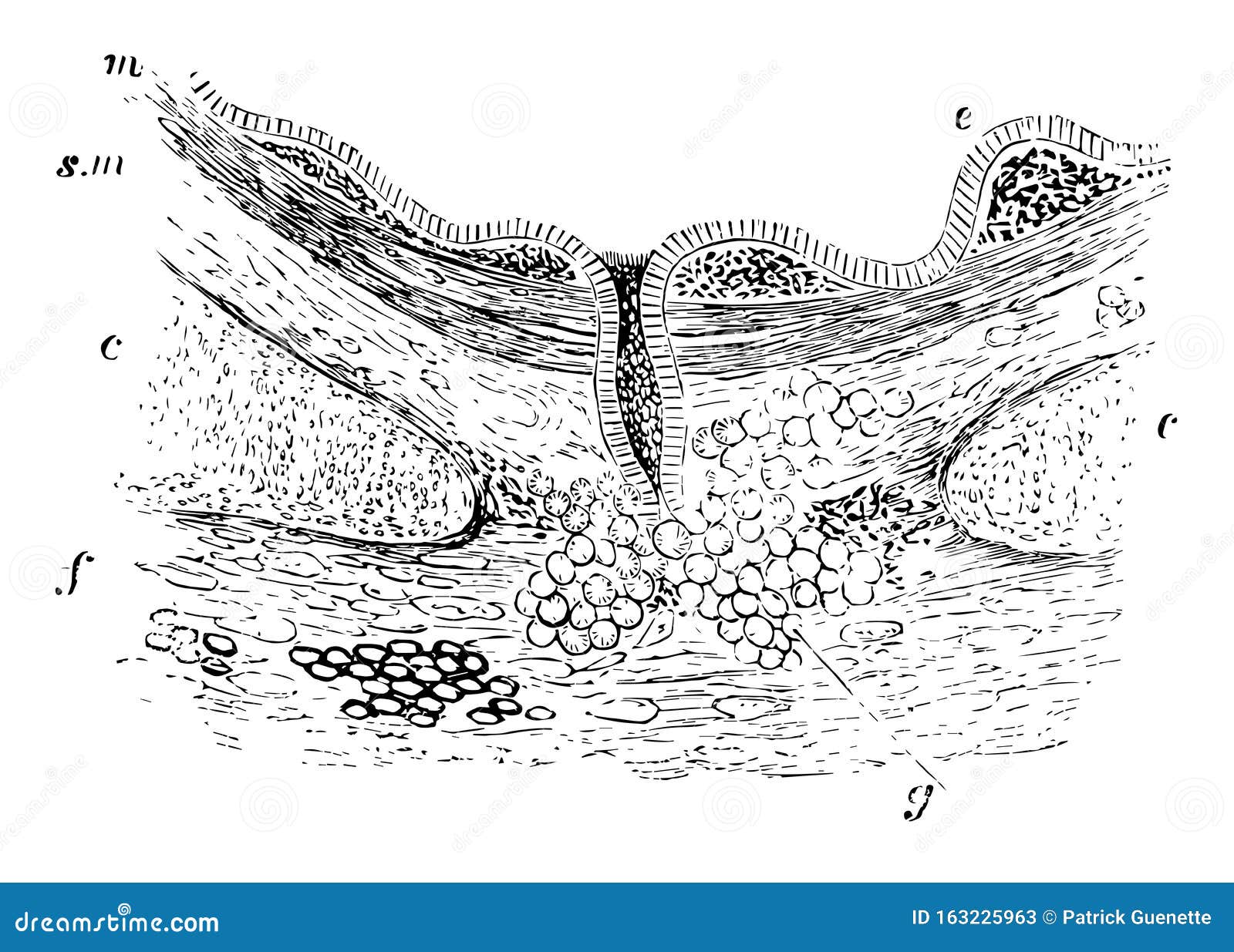Section of the Bronchus, Vintage Illustration Stock Vector ...