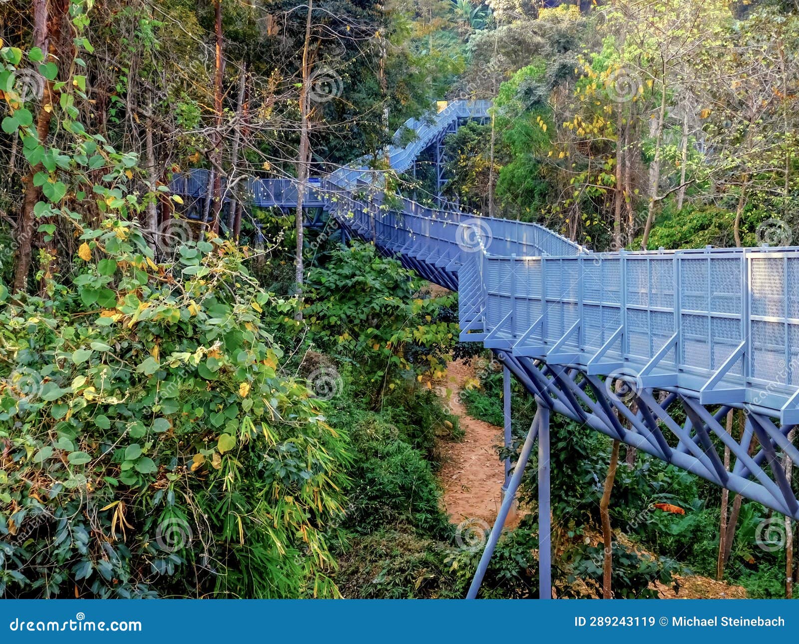 Section of a Canopy Walkway Stock Image - Image of terrain, woodland ...