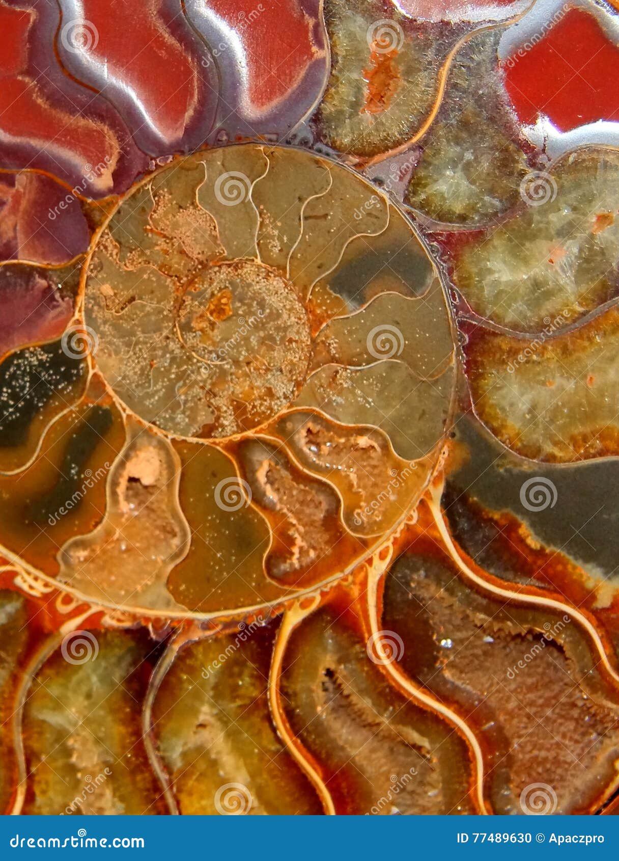 Section through the Colored Ammonite. Stock Photo - Image of amonit ...