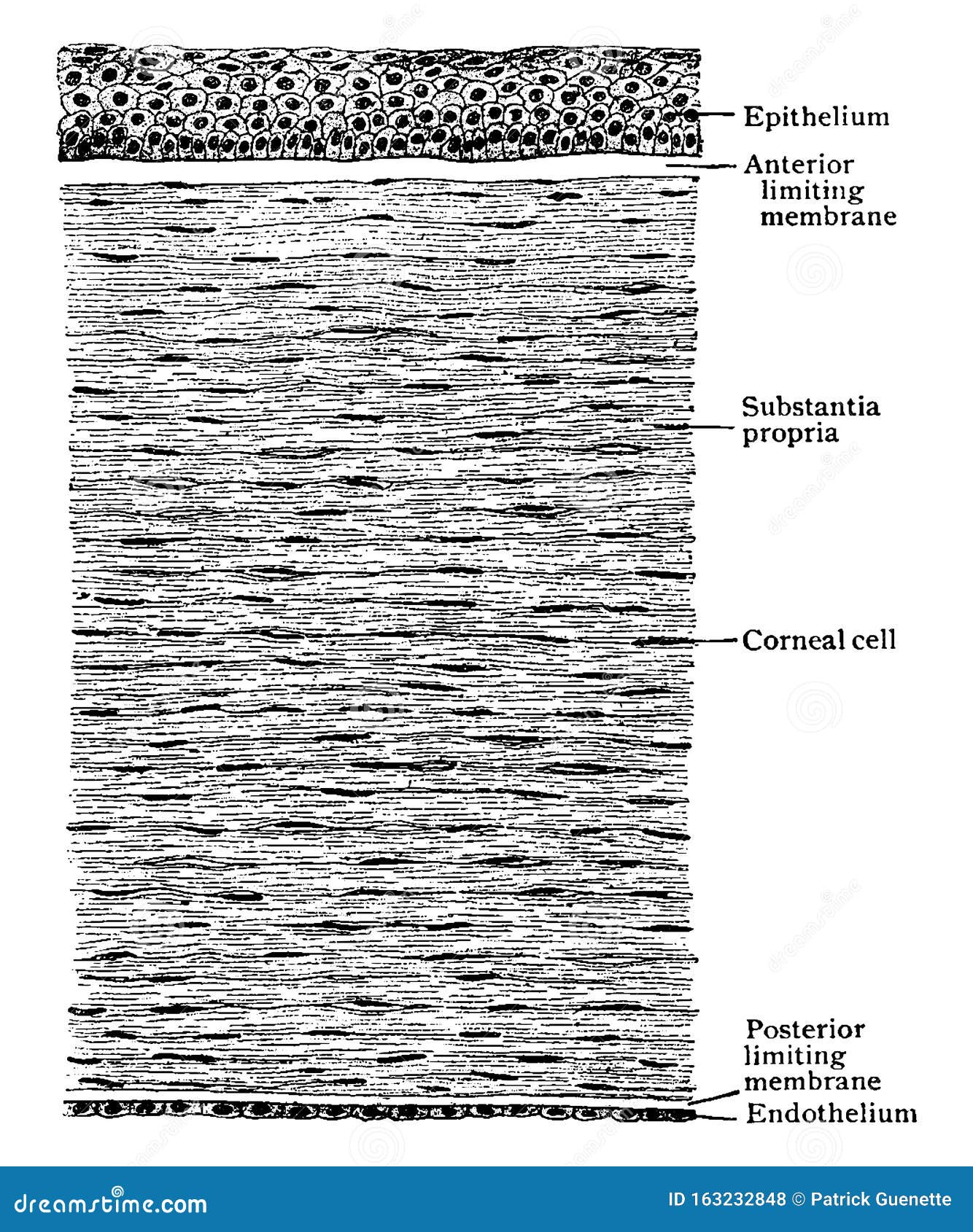 The Cornea, Vintage Illustration Cartoon Vector | CartoonDealer.com ...