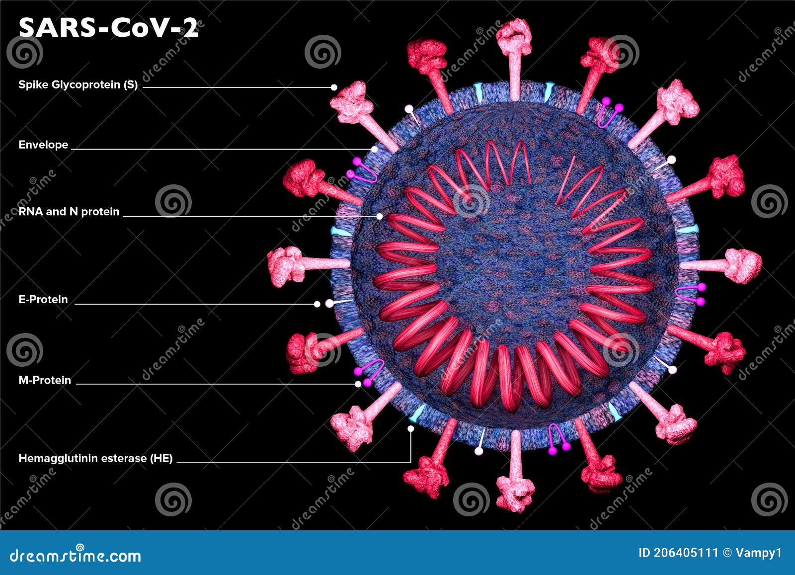 Section of the Coronavirus. Microscopic View of Covid-19. How SARS-Cov ...