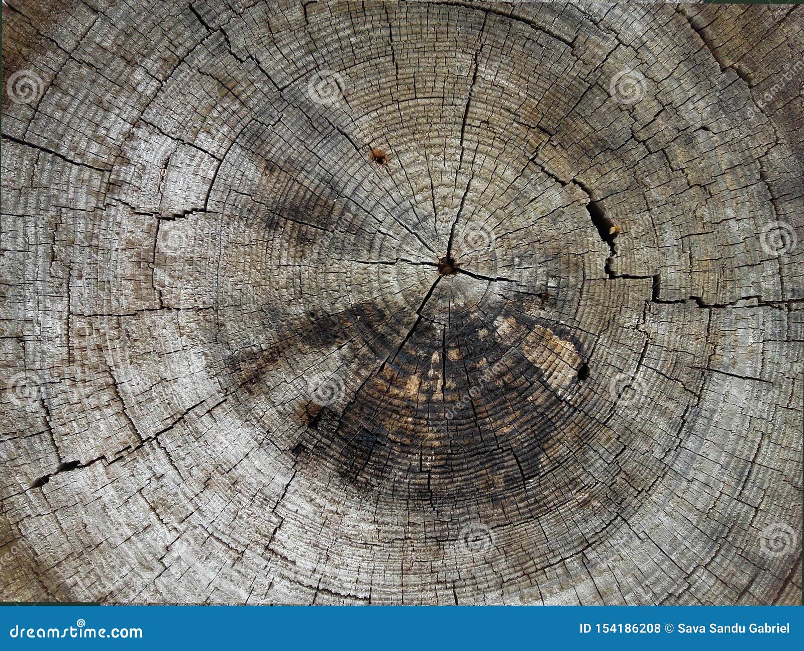 Section Cut into a Tree Trunk of Oak Stock Photo - Image of line, pine ...
