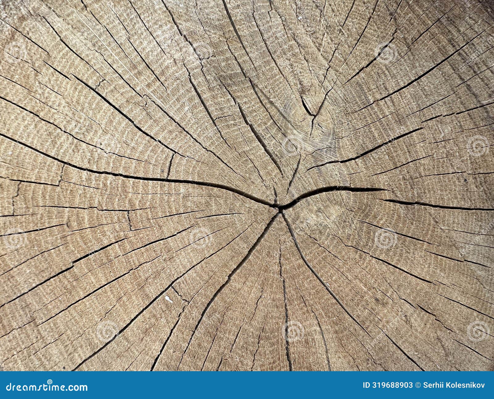 Sectional Structure of Oak. Section of Cut Tree, Close-up. Freshly Cut ...
