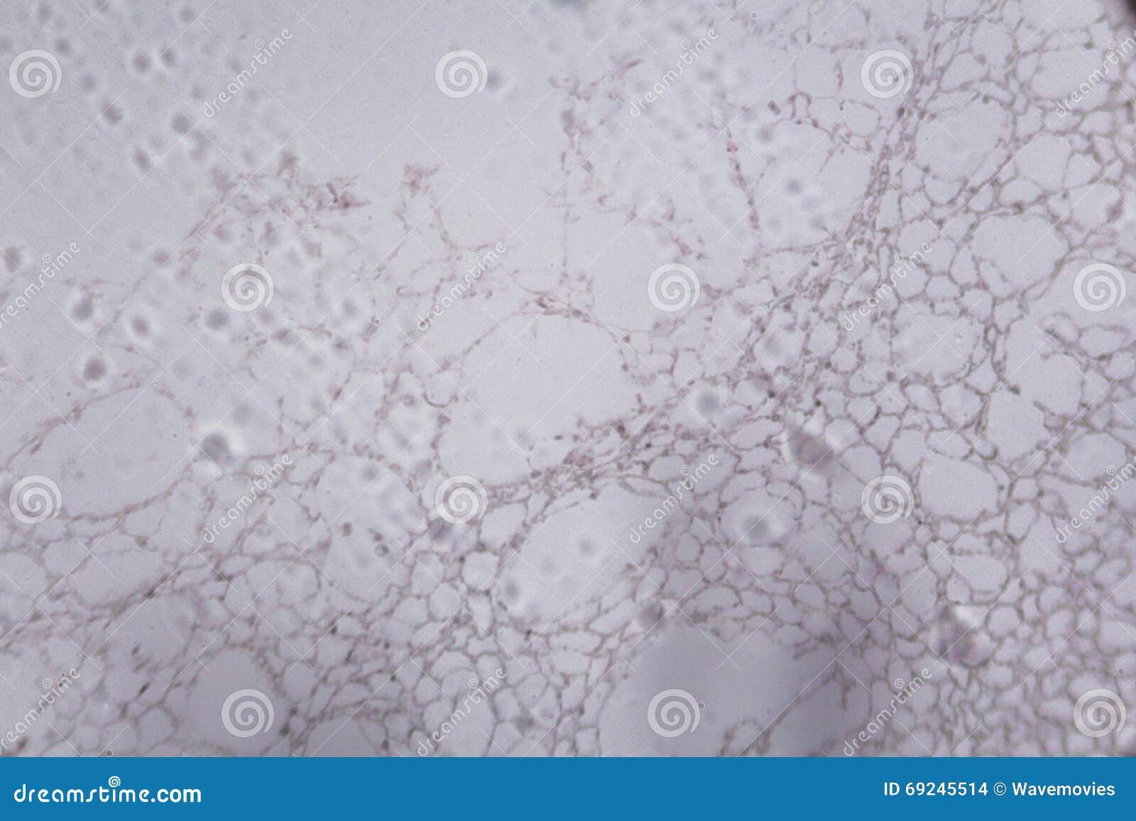 Section D'agaricus Sous Le Microscope Photo stock - Image du ...