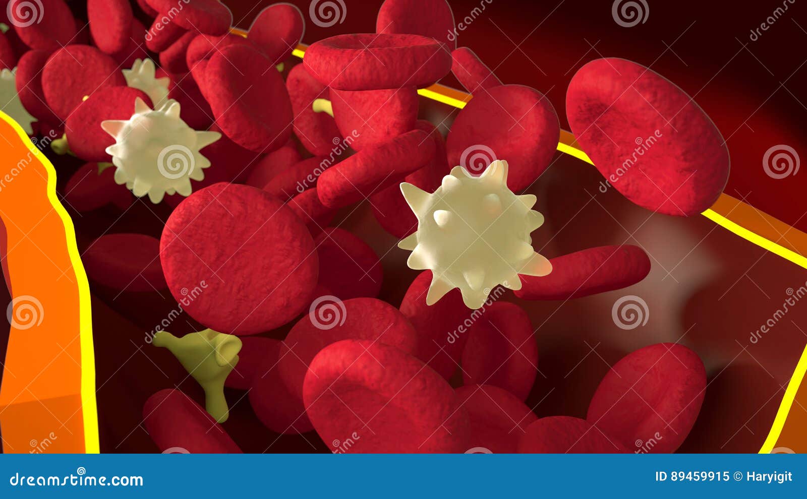 Section D'un Rouge Et D'un Globule Blanc Humains Illustration Stock ...