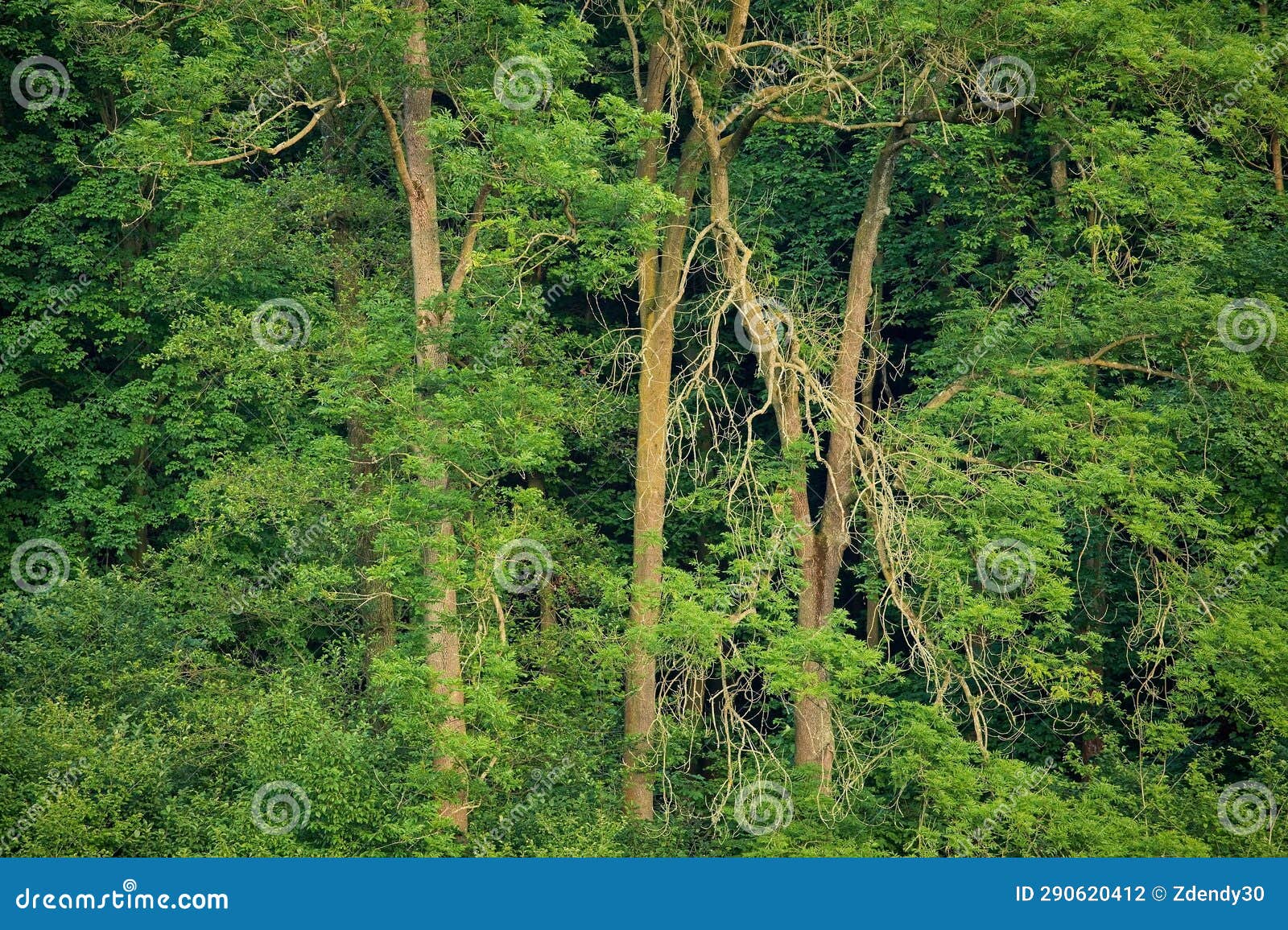 A Section of Deciduous Forest with Thick Green Leaves and Tall Tree ...