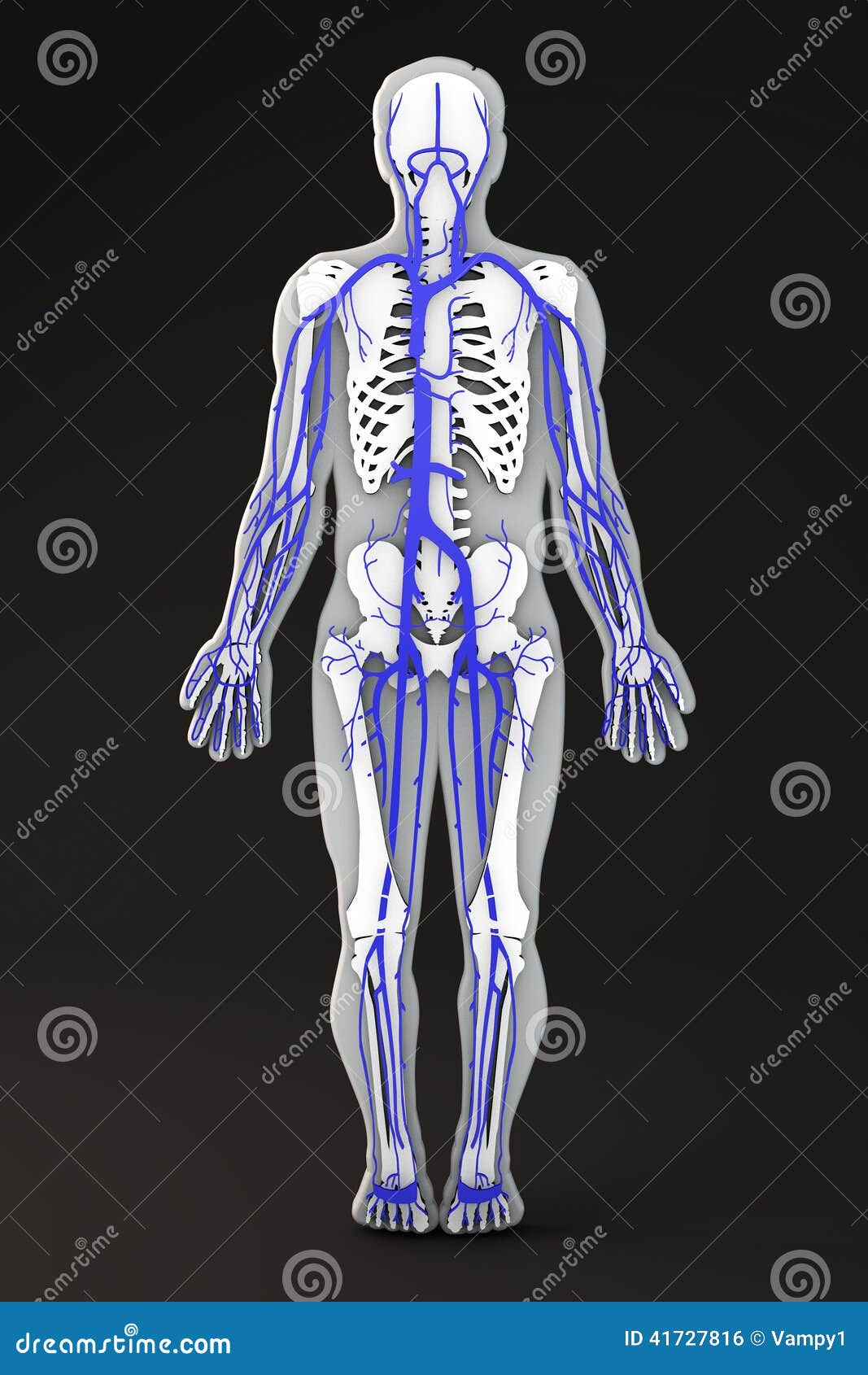 Section Des Veines De Corps Humain Illustration Stock - Illustration du ...