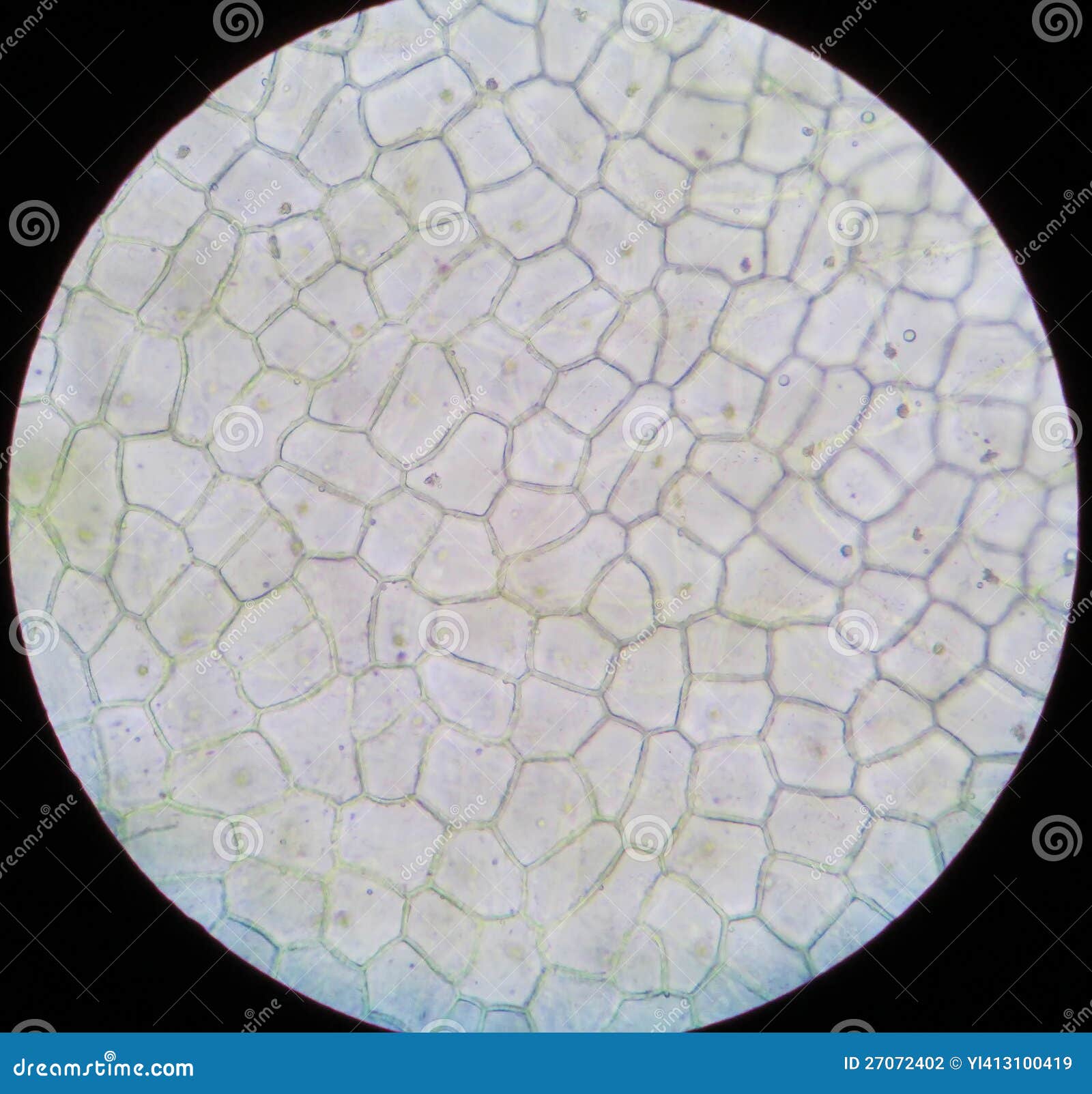 Section--epidermal cells stock photo. Image of nature - 27072402