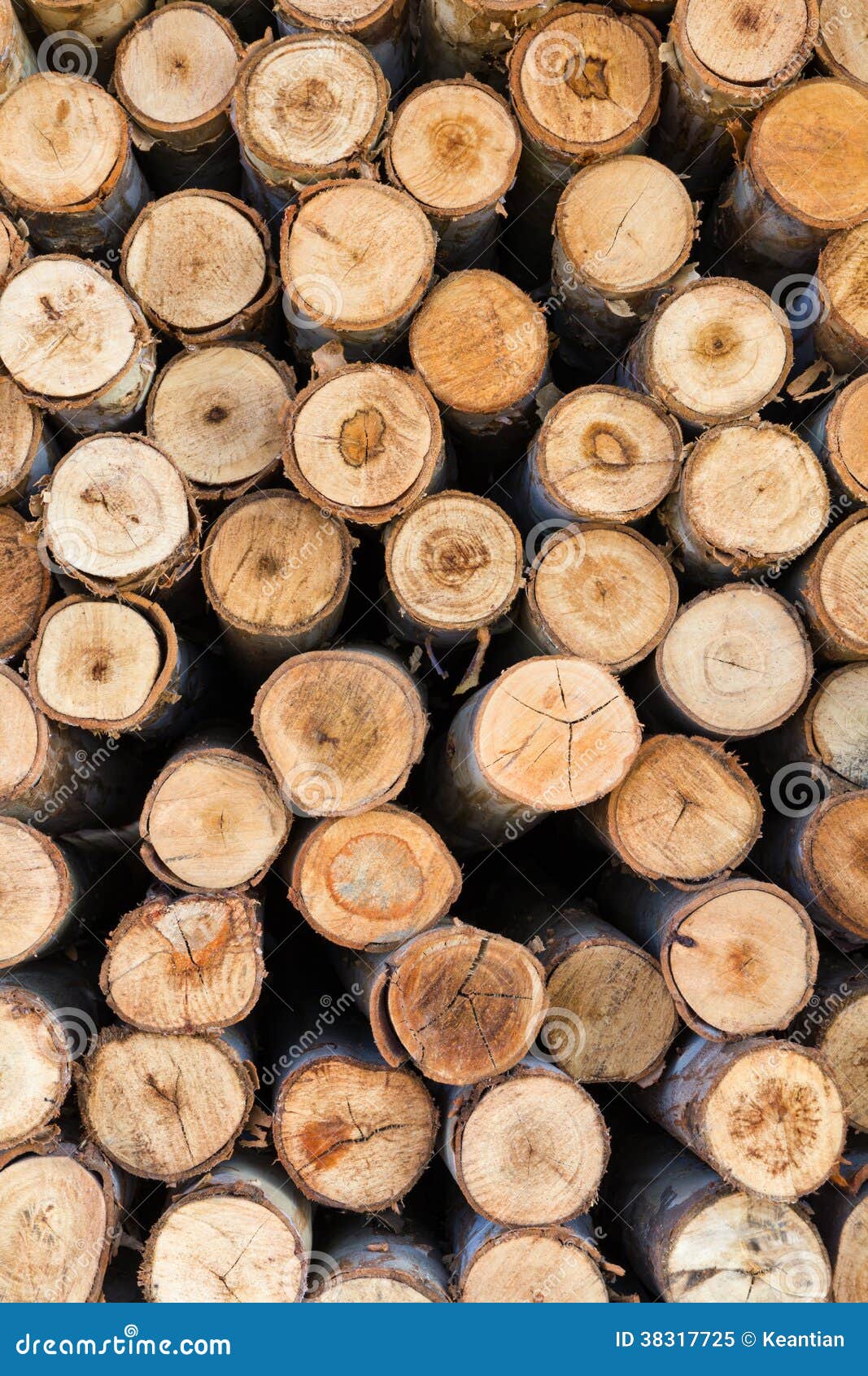 Section of eucalyptus logs stock image. Image of pattern - 38317725