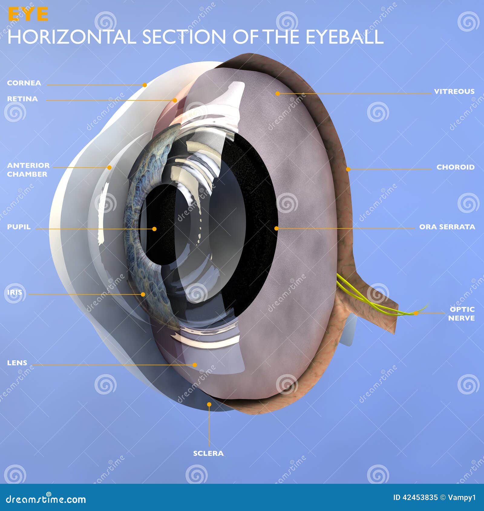 Section of an eye stock illustration. Illustration of choroid - 42453835