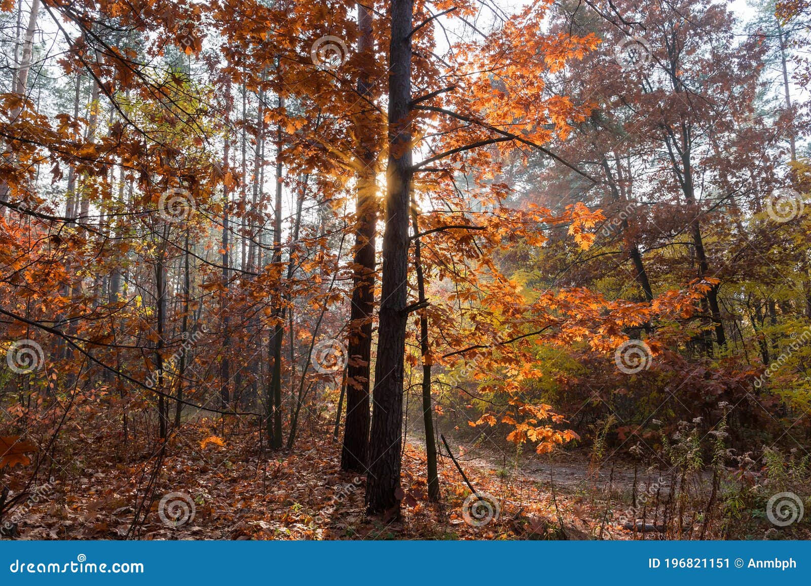 Section of the Forest Backlit at Autumn Morning Stock Image - Image of ...