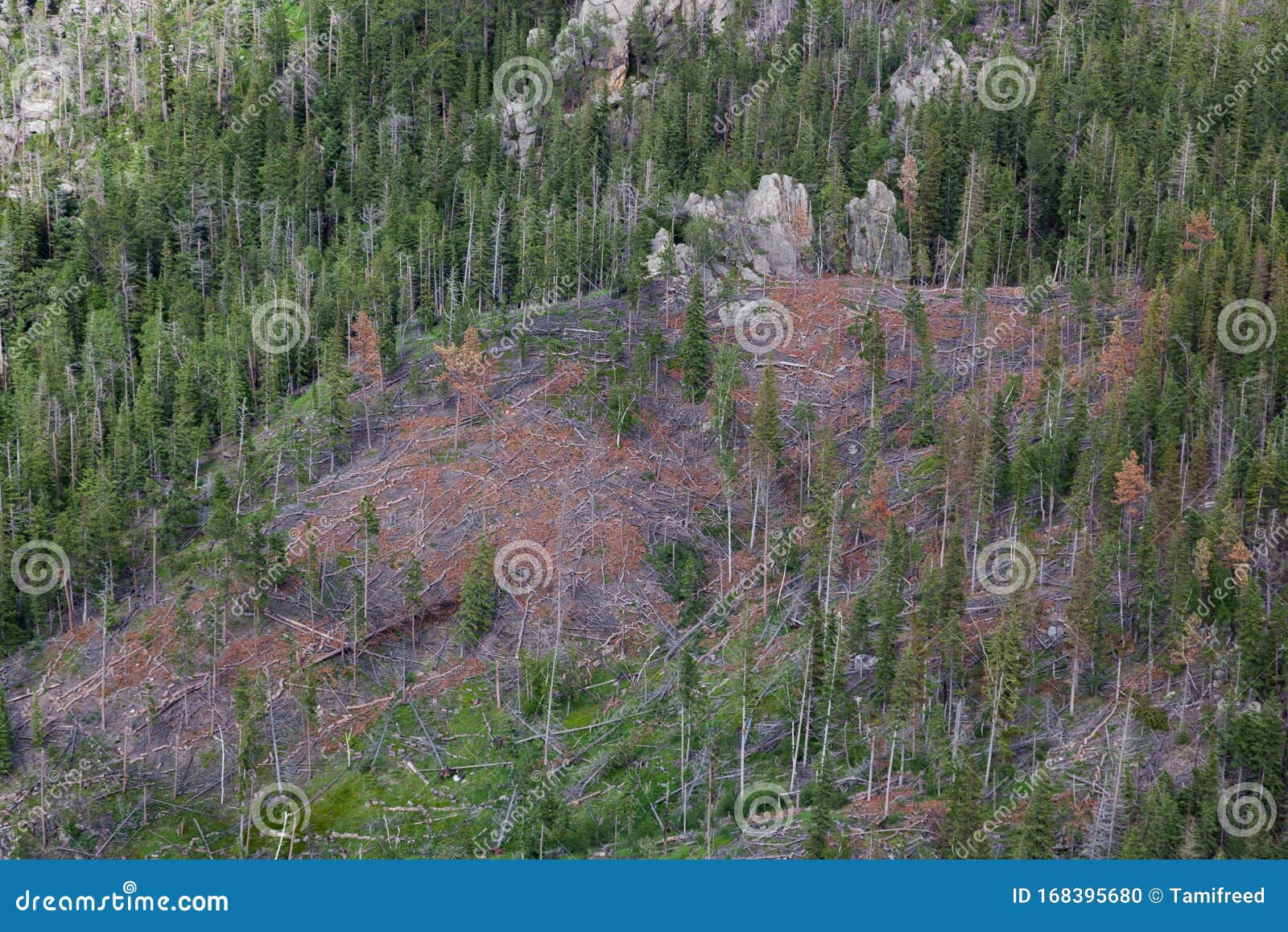 Pine Beetle Infestation stock photo. Image of quartz - 168395680