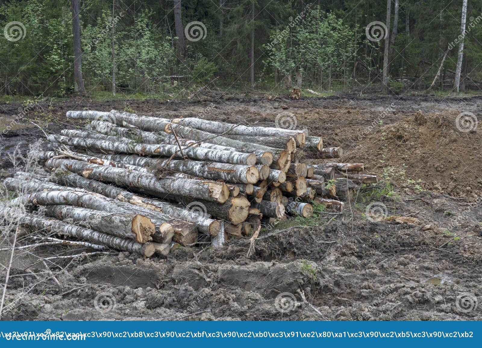 A Section of Forest after Deforestation, Deforestation for Construction ...