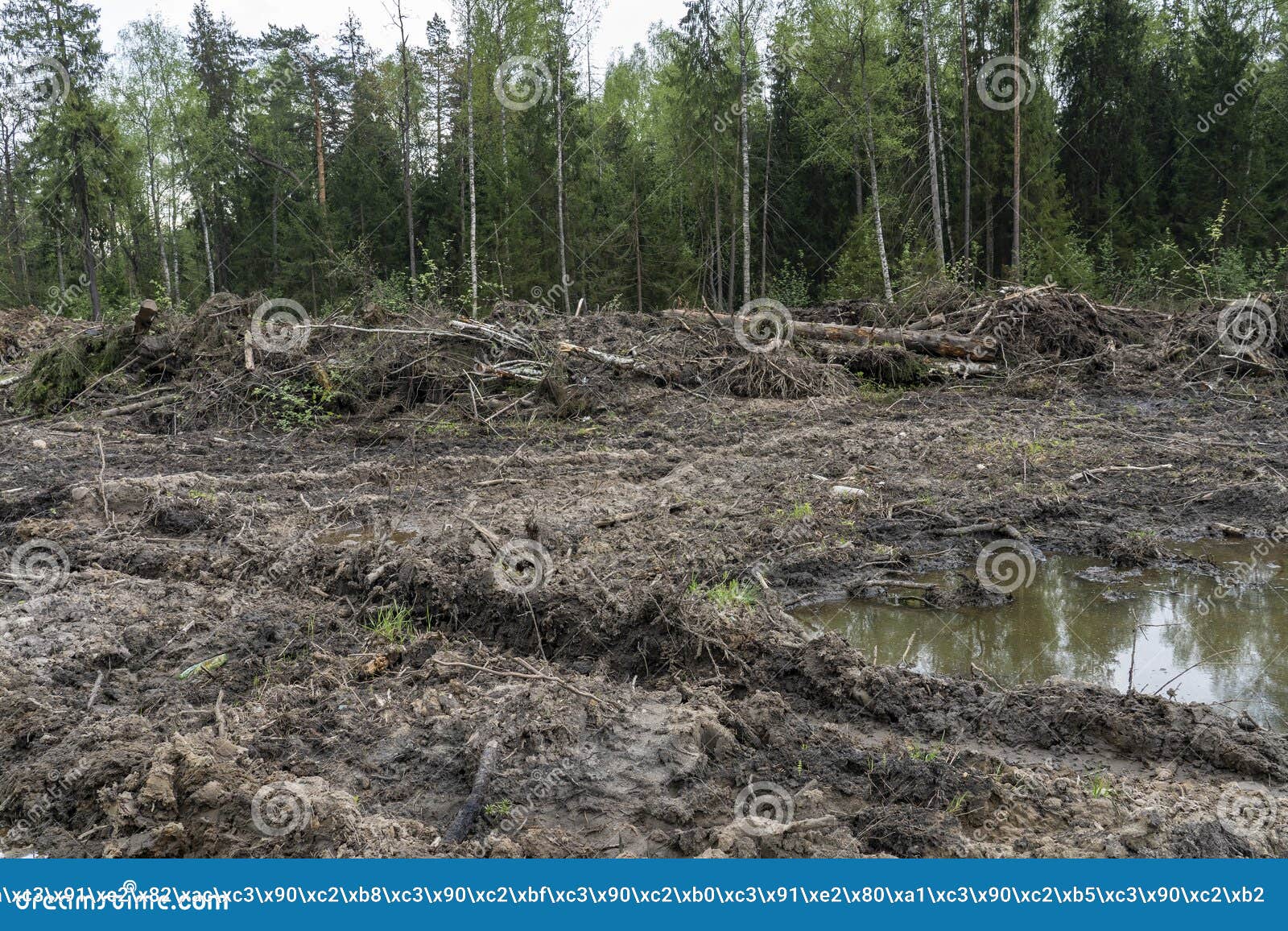 A Section of Forest after Deforestation, Deforestation for Construction ...