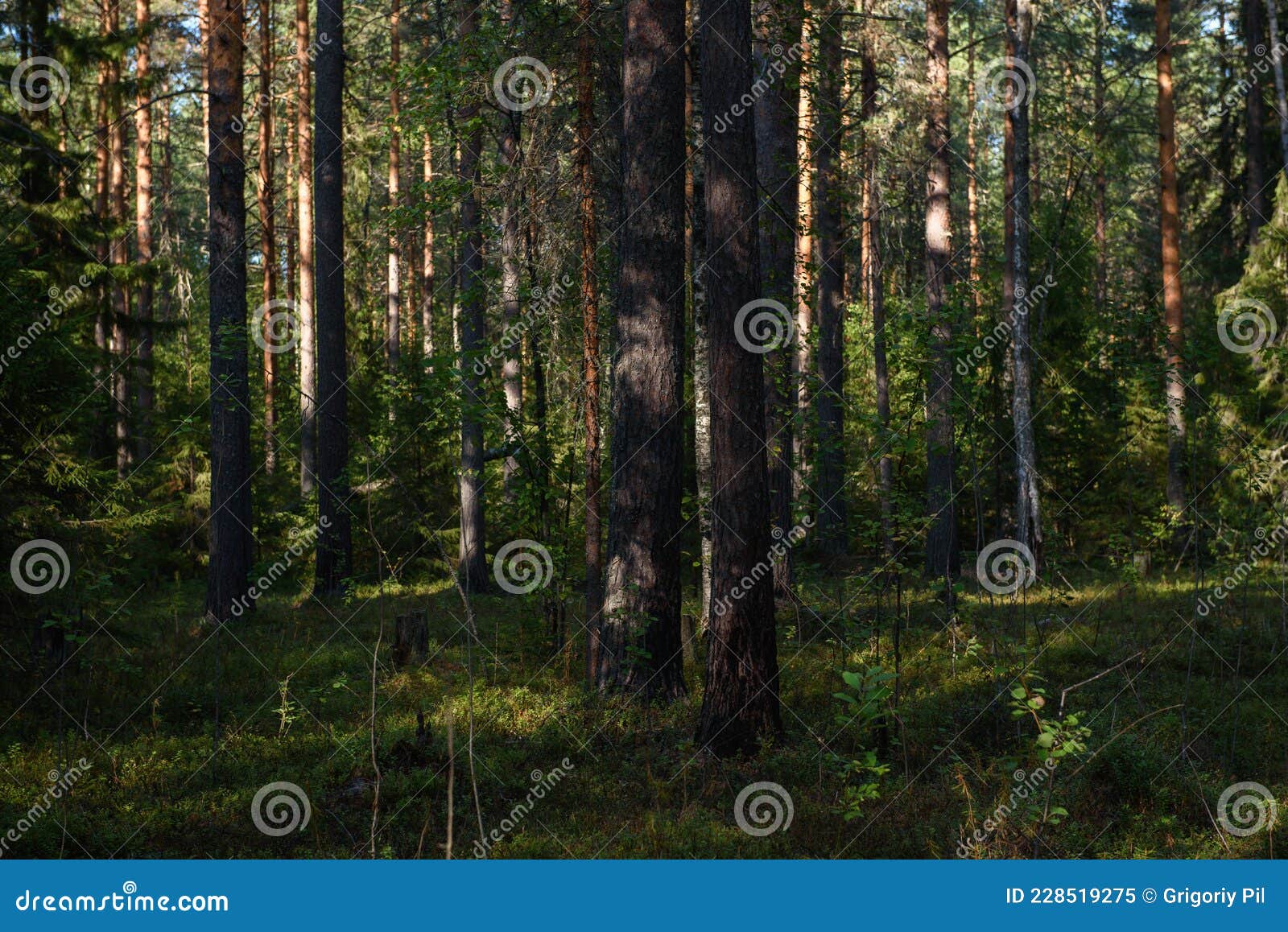 A Section of Forest that Has Been Restored after a Forest Fire Stock ...