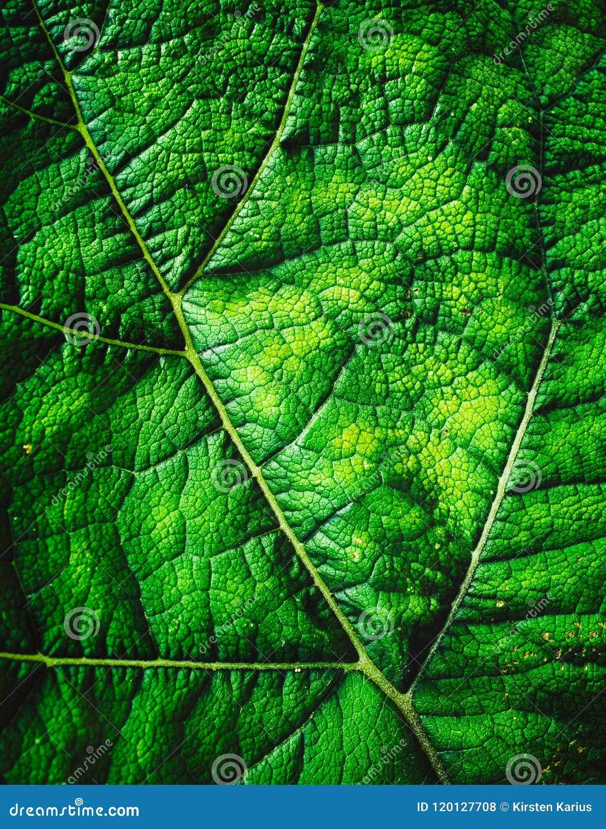 Section of a Large Green Leaf Stock Photo - Image of abstract, leaf ...