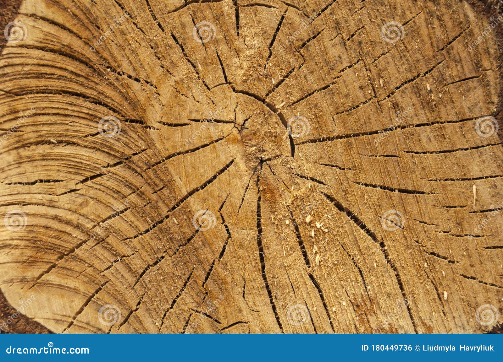 Section of a Log with Texture, Ring, Cracks Stock Photo - Image of ...