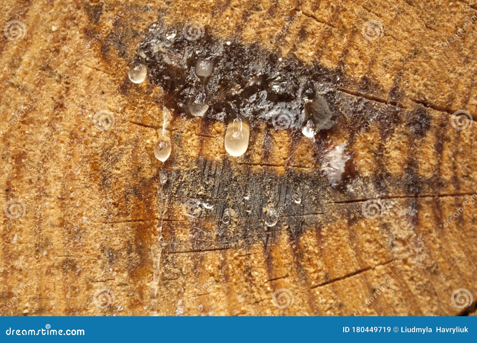 Section of a Log with Texture, Ring, Cracks Stock Image - Image of ...