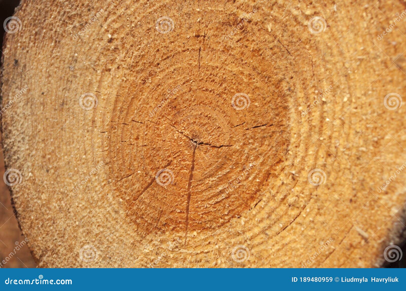 Section of a Log with Texture, Ring, Cracks Stock Image - Image of pine ...