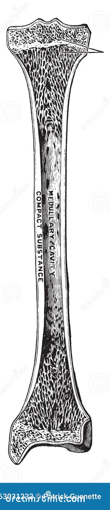 Section of Long Bone Shinbone, Vintage Engraving Stock Vector ...