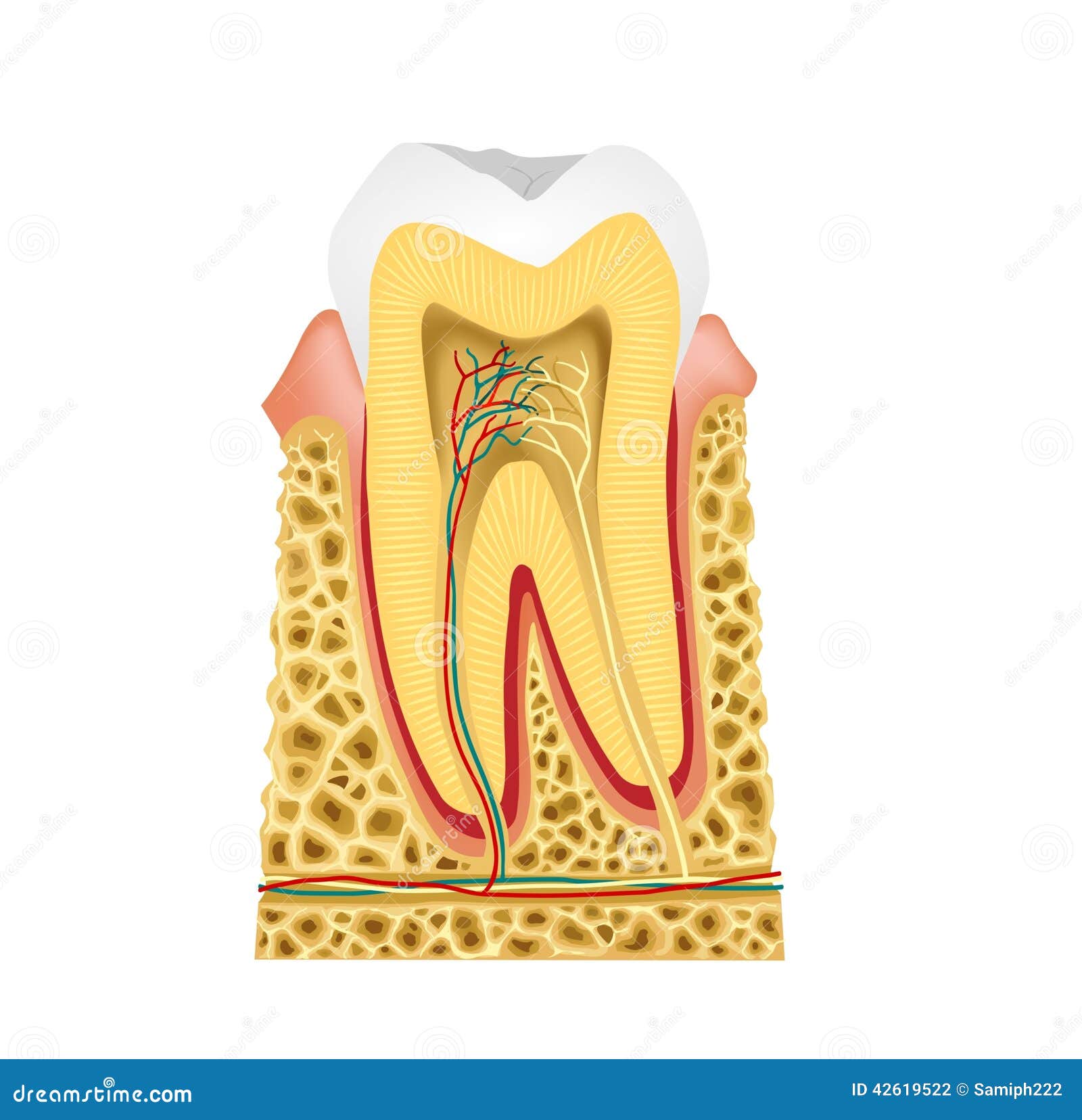 Section Longitudinale Dans La Dent - Anatomie De Dent Illustration de ...