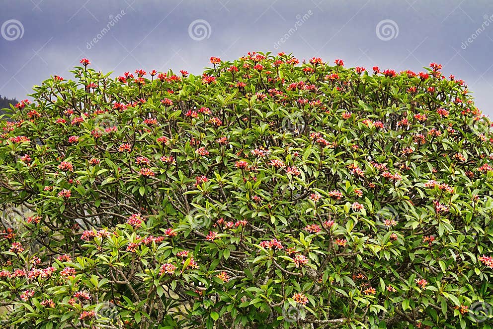 Very Large Red and Yellow Plumaria Tree in Bloom. Stock Photo - Image ... Very Large Red and Yellow Plumaria Tree in Bloom. Stock Photo - Image ...