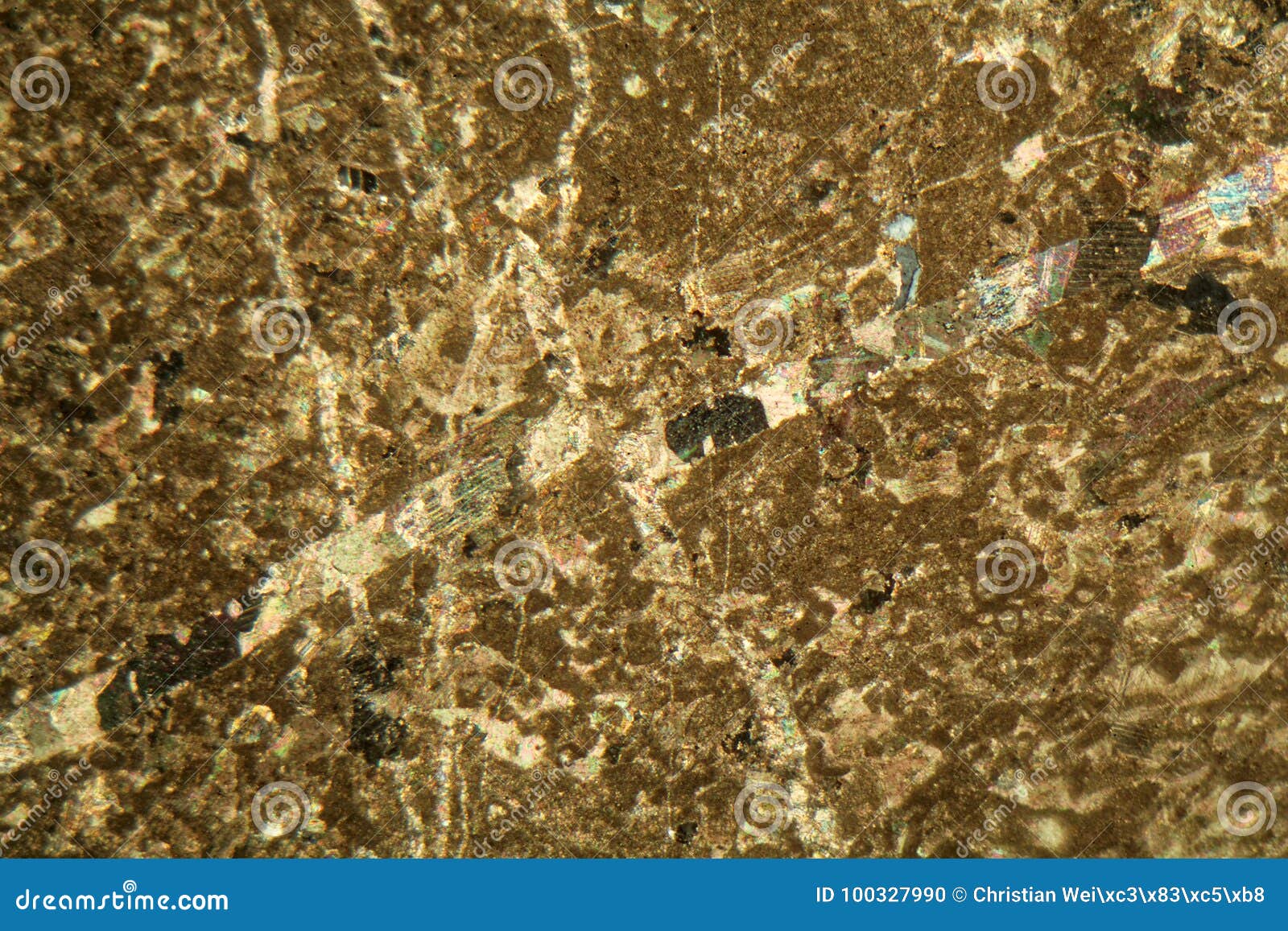 Section Mince De Chaux Sous Le Microscope Photo stock - Image du ...