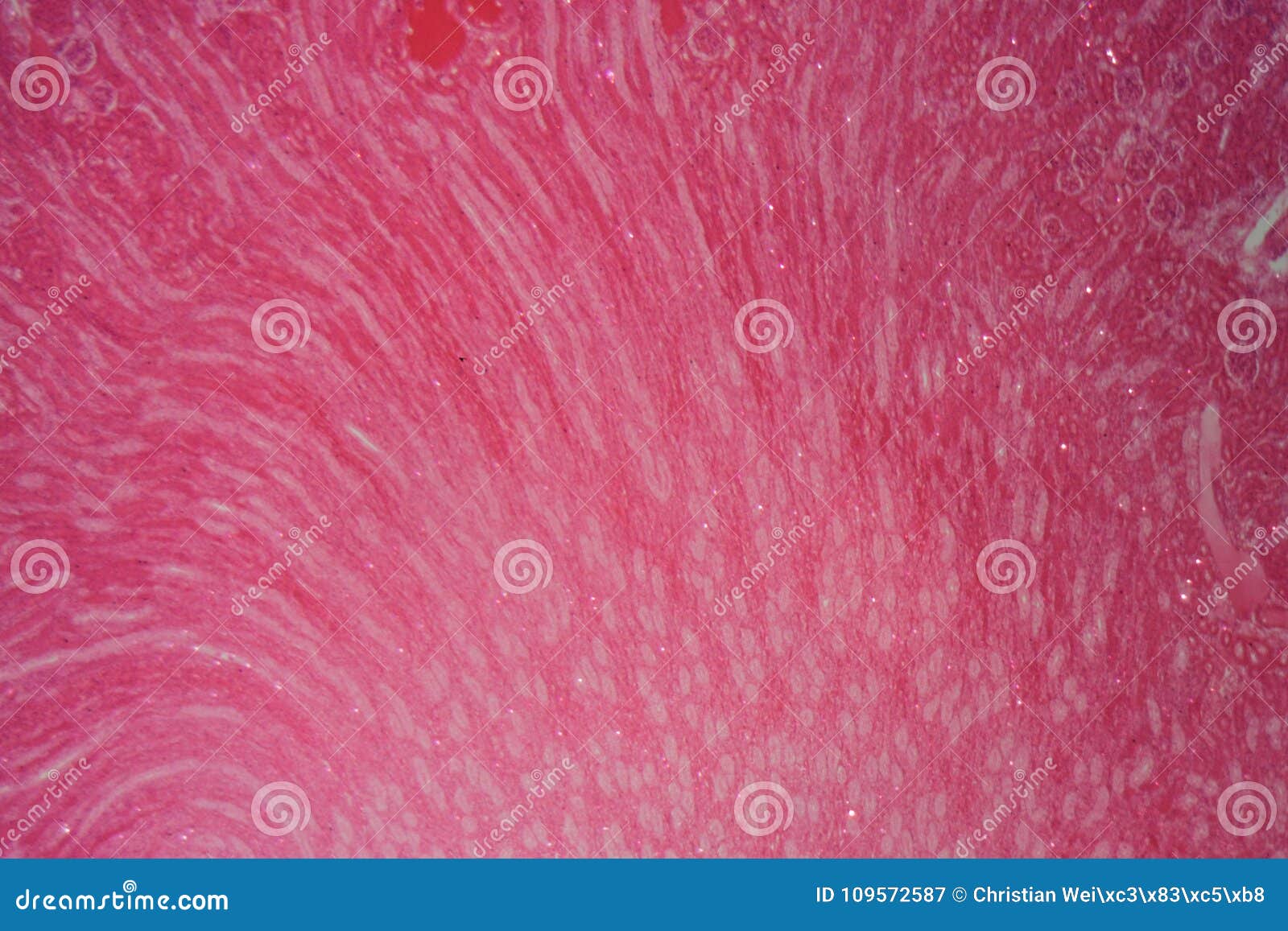 Mouse Kidney Under the Microscope Stock Image - Image of microscope ...