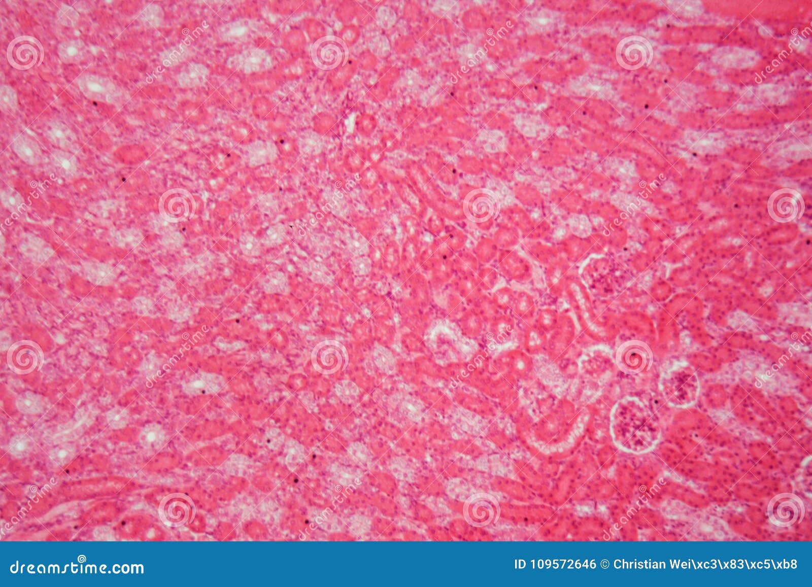 Mouse Kidney Under the Microscope Stock Photo - Image of biology ...