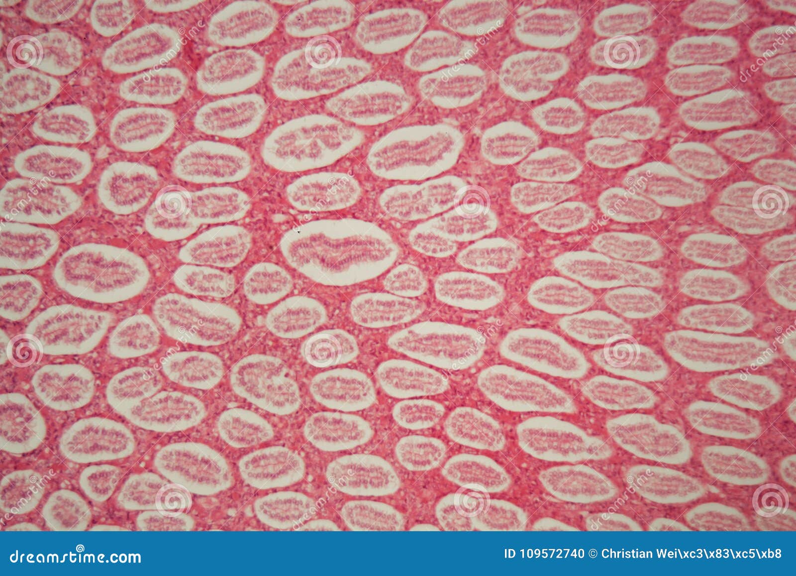 Mouse Kidney Under the Microscope Stock Photo - Image of microbiology ...