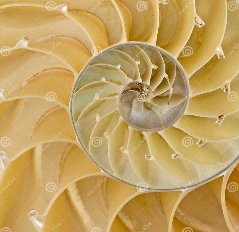 Section of nautilus shell stock image. Image of close - 17101257