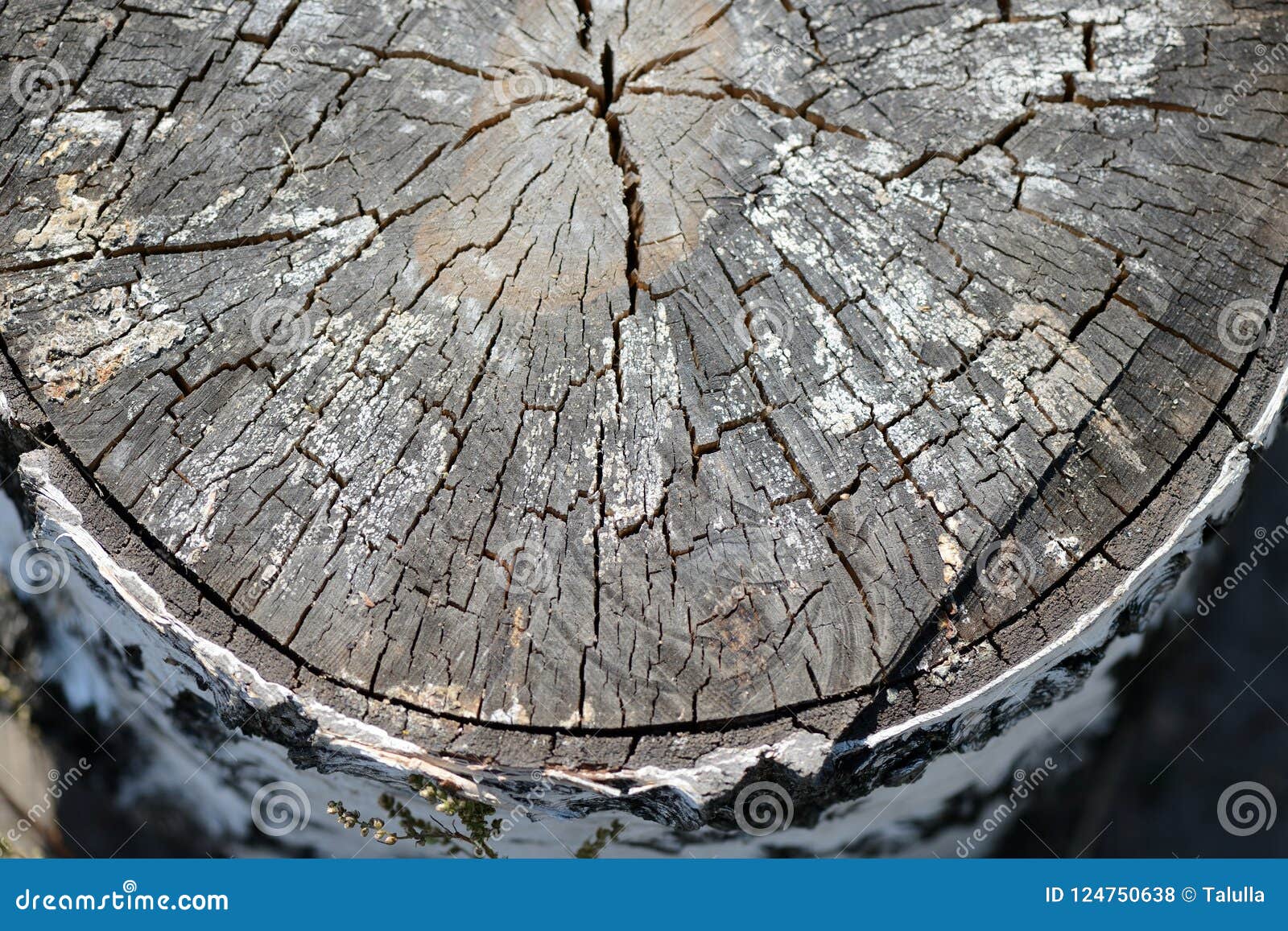 Section Of An Old Birch Log As Texture And Background Stock Photo ...