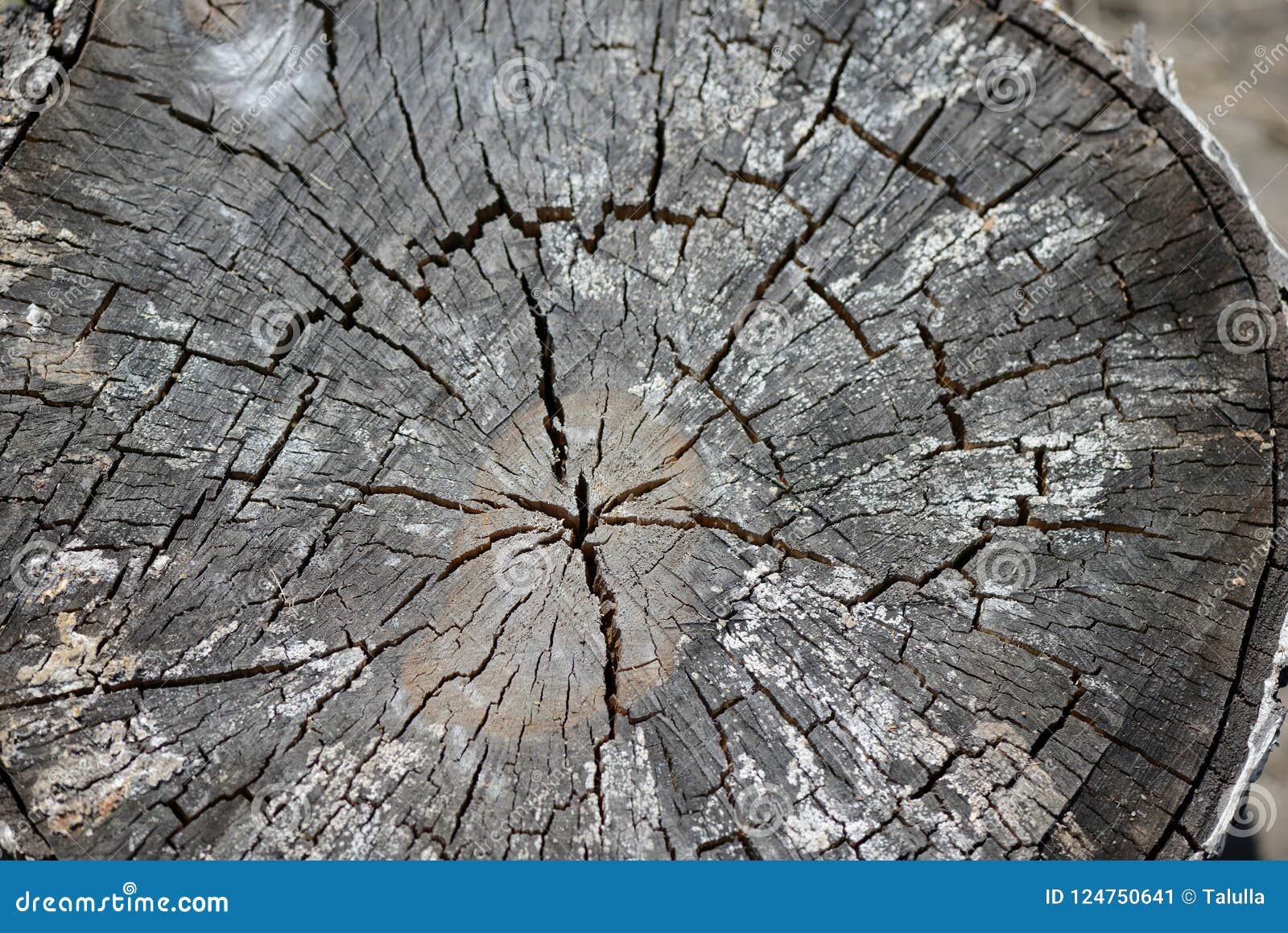 Section Of An Old Birch Log As Texture And Background Stock Image ...