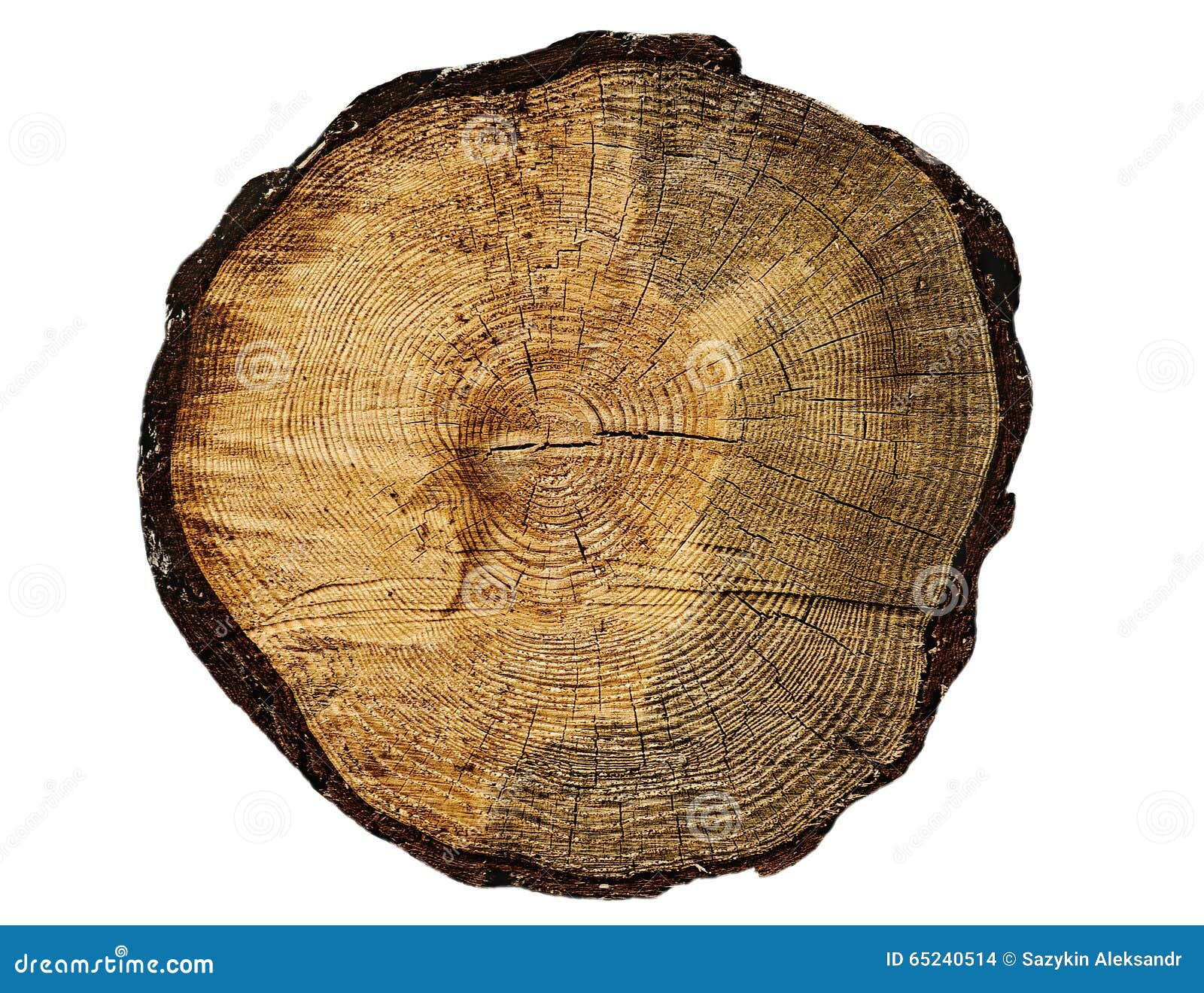 Section of an old tree stock photo. Image of chips, texture - 65240514